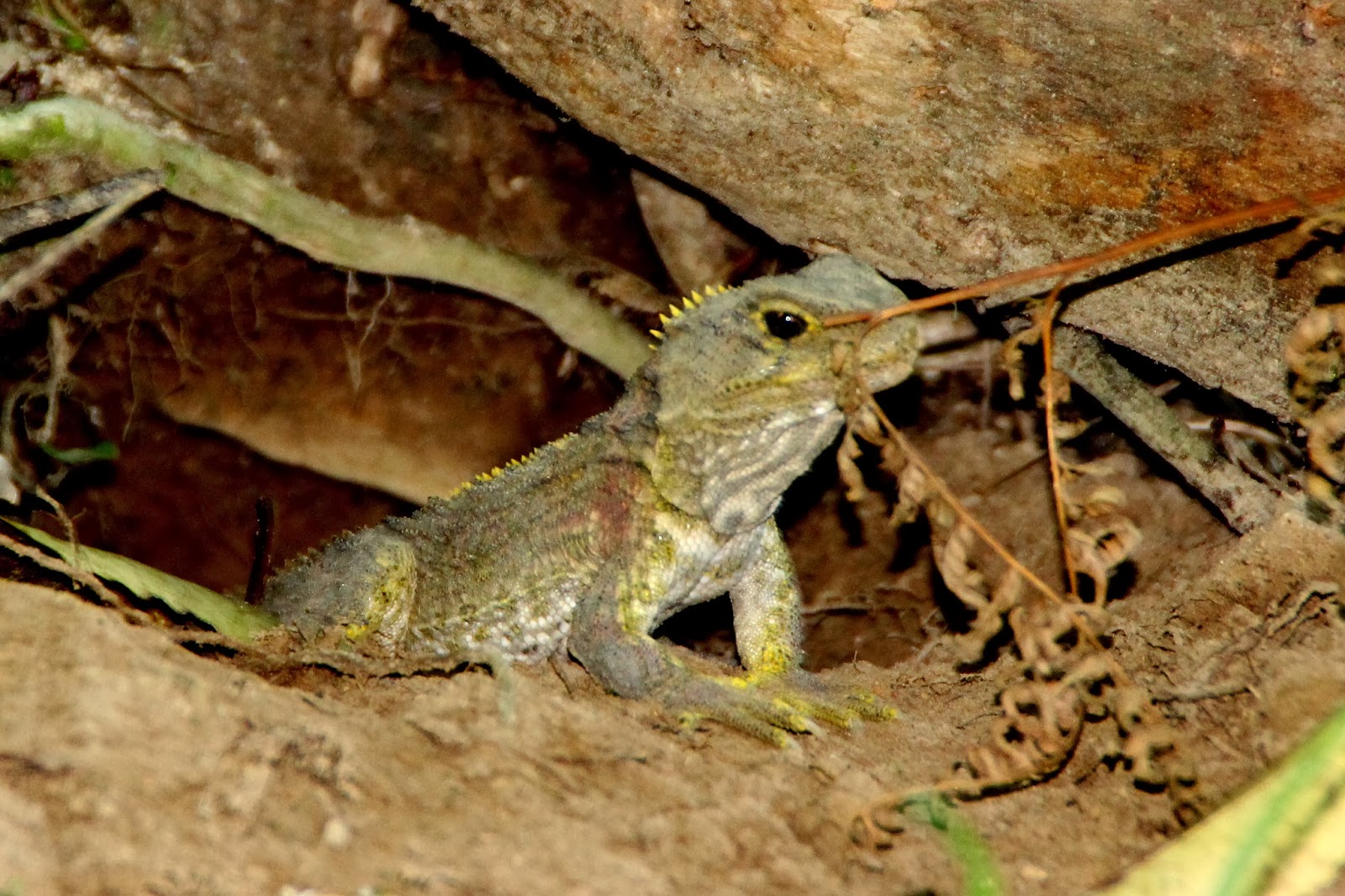 ItchyFeetTraveler: Arrowtown and Wellington