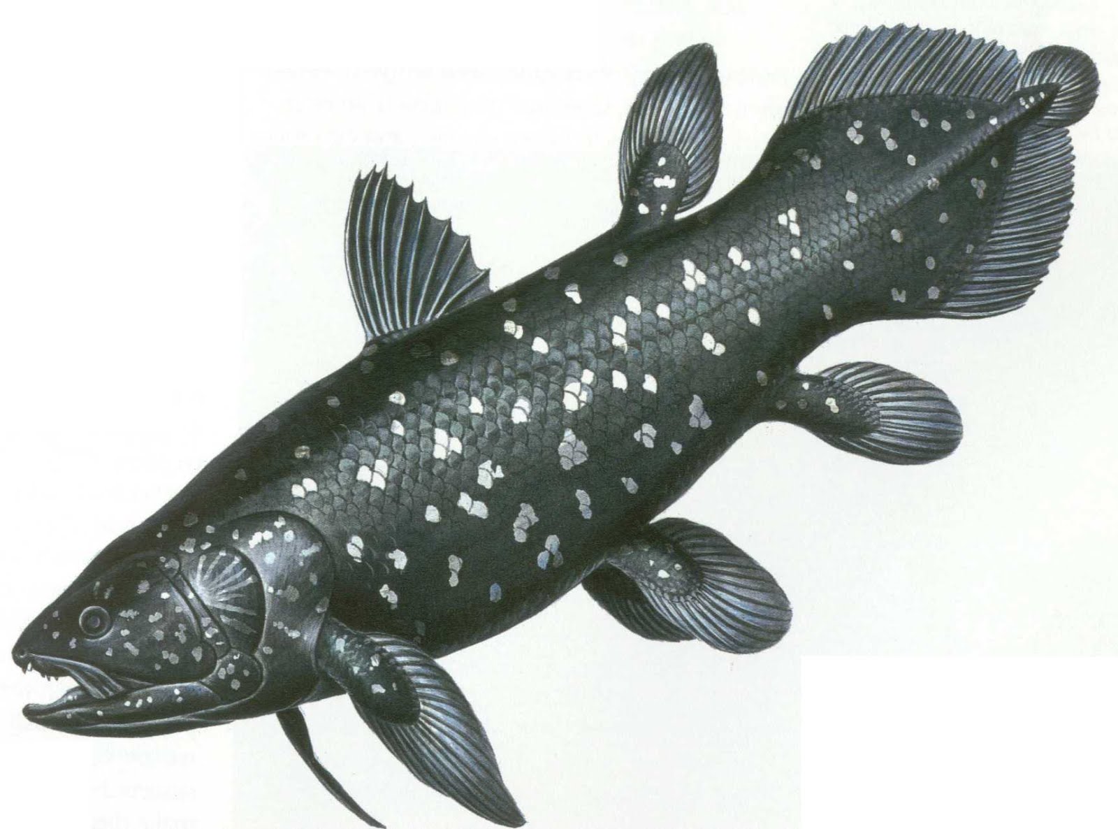 Past Remembering: The Coelacanth: "Living fossil?"