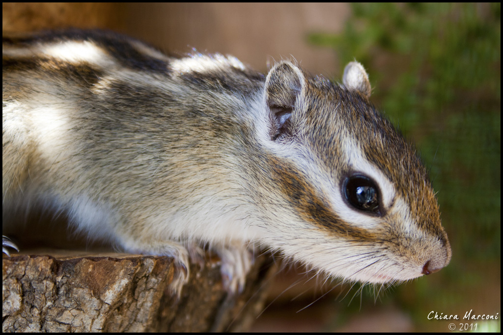 Il tamia è un animale adatto a me?