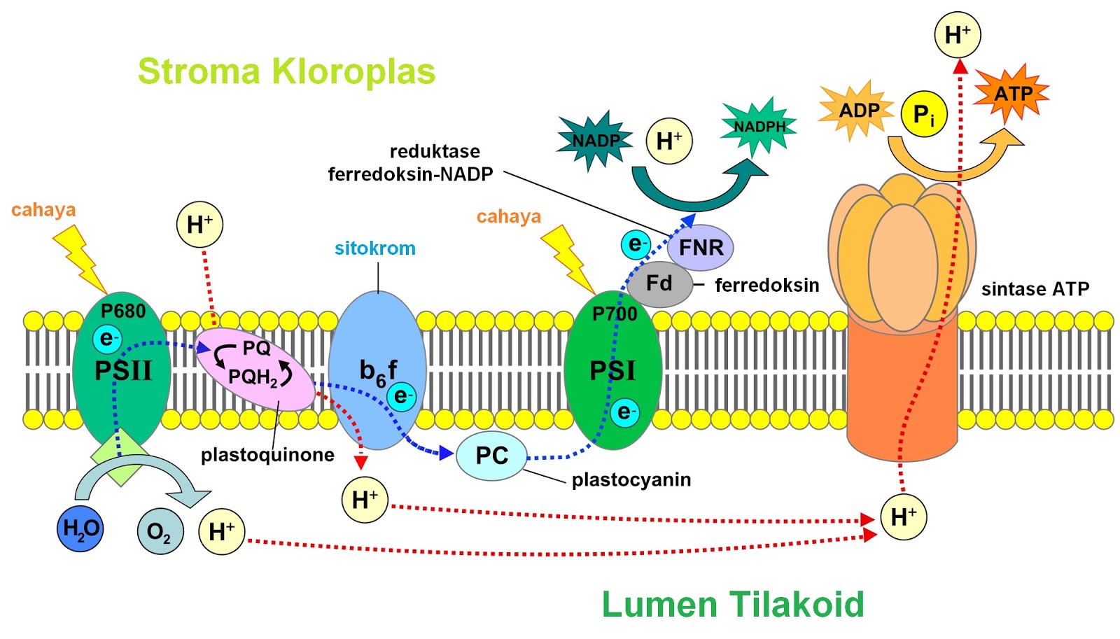 Proses Fotosintesis pada Tumbuhan - Sains Ph.D