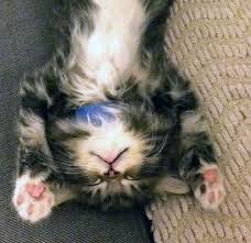 TANDA TANDA KUCING NAK MENGAWAN - Fakta Kucing