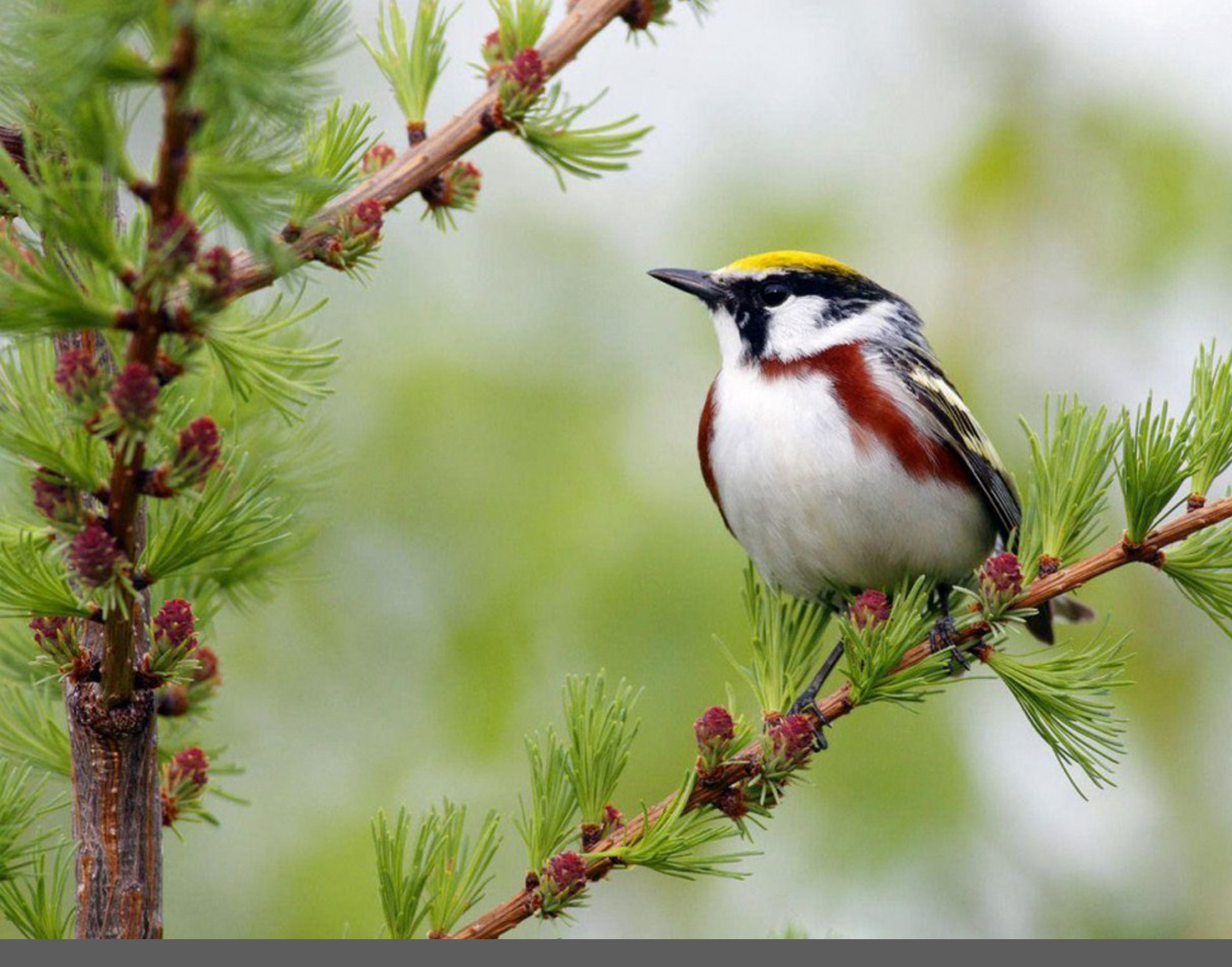 Rupa rupa burung - macam macam burung