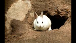 ravenous rabbits: DONDE VIVEN LOS CONEJOS