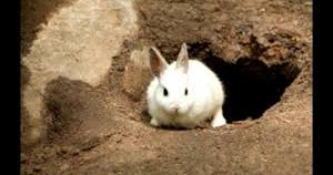 ravenous rabbits: DONDE VIVEN LOS CONEJOS