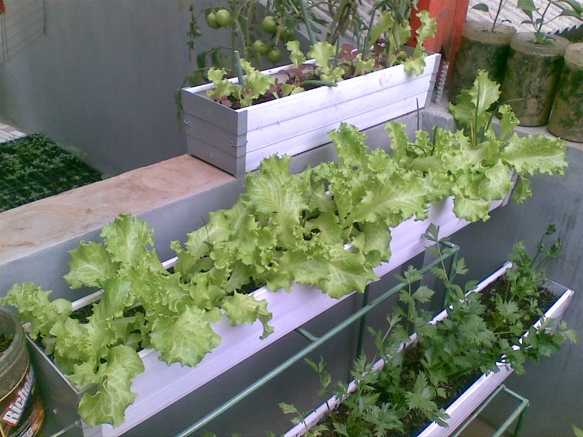 Endah Murniyati's Journey: GUTTER PLANTER FOR LETTUCE