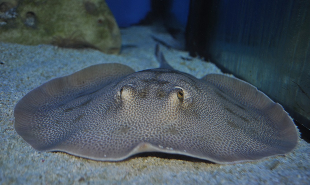 ZOOTOGRAFIANDO (MI COLECCIÓN DE FOTOS DE ANIMALES): RAYA REDONDA ...