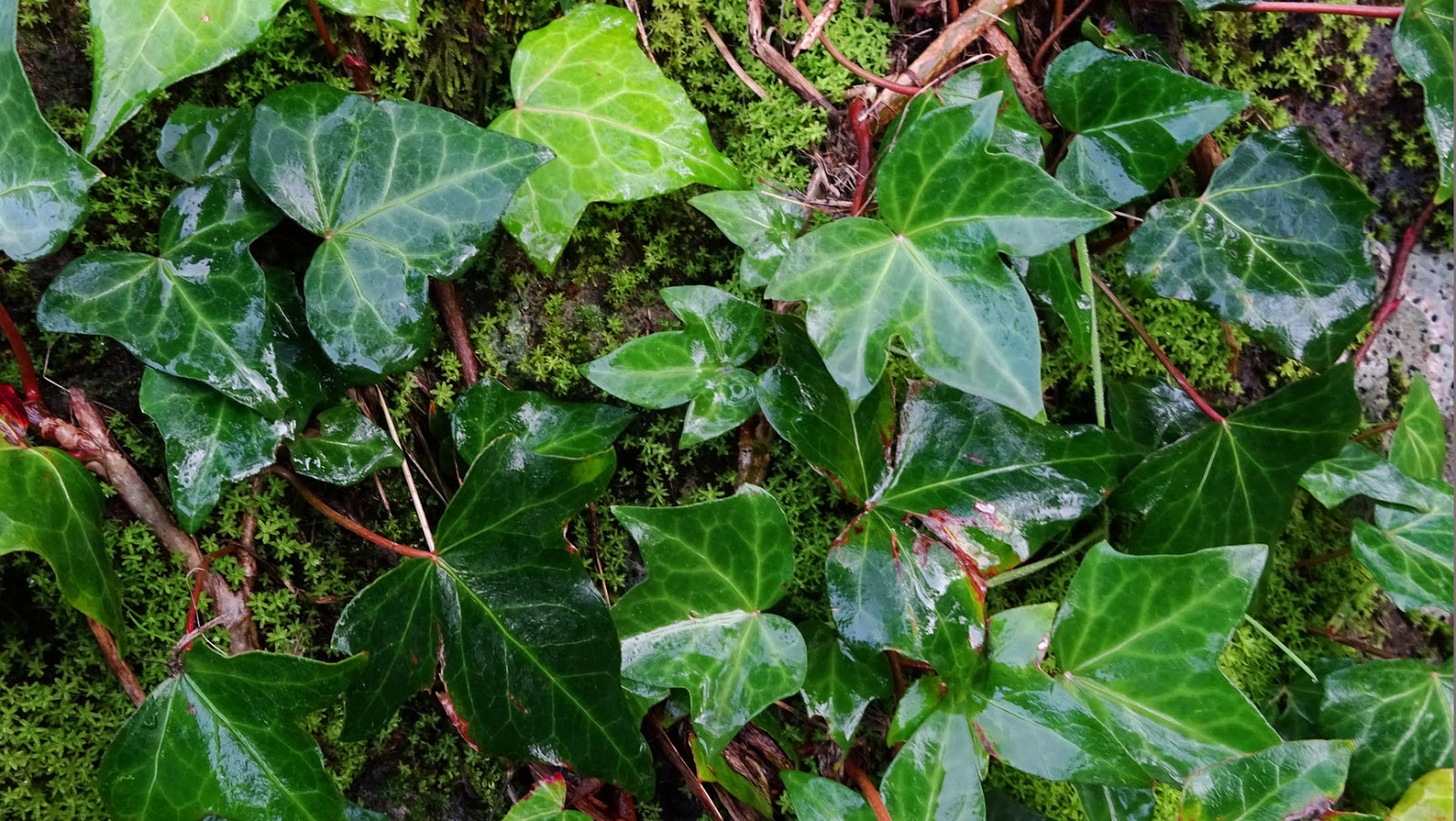 Poison Ivy Rash Memes