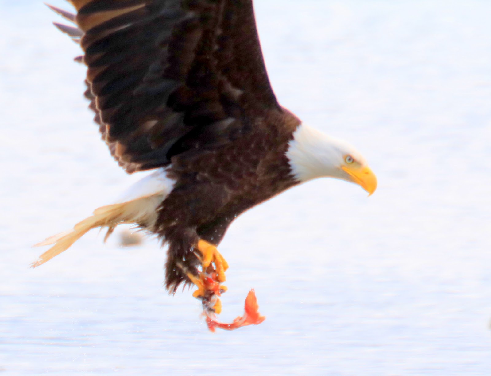 PhotoTonyG: Fish Grab