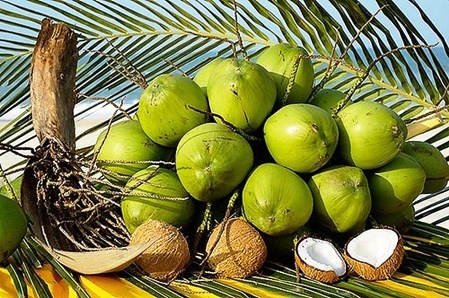 Coco Composição Quimica