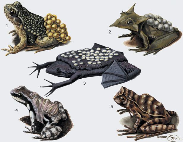 Hadi addaha: AMPHIBIA