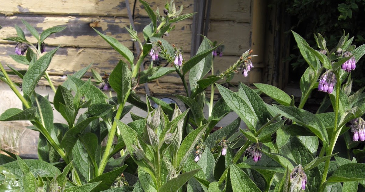 Mog Cottage Urban Farm: Using Russian Comfrey for Compost Tea