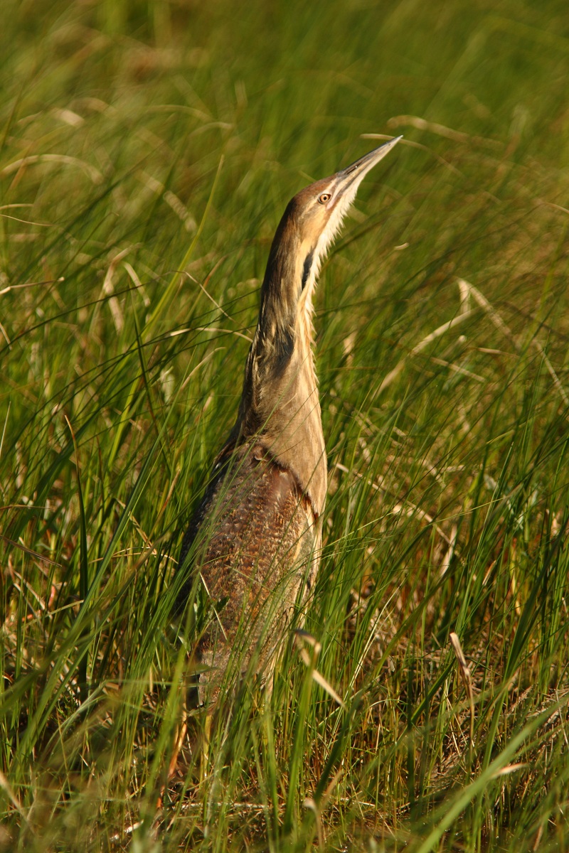 One Thousand Days in Nature: Napping for Tigers