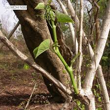 Alternative health tips, healthy lifestyle choices: Okoho: An African ...