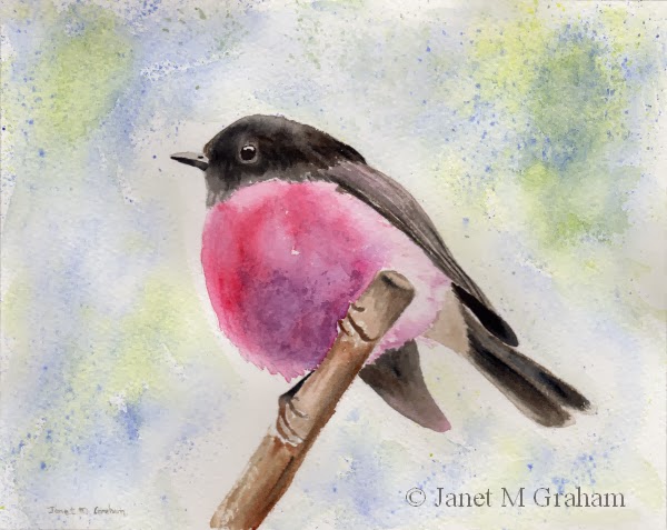 Janet M Graham's Painting Blog: Pink Robin in watercolours