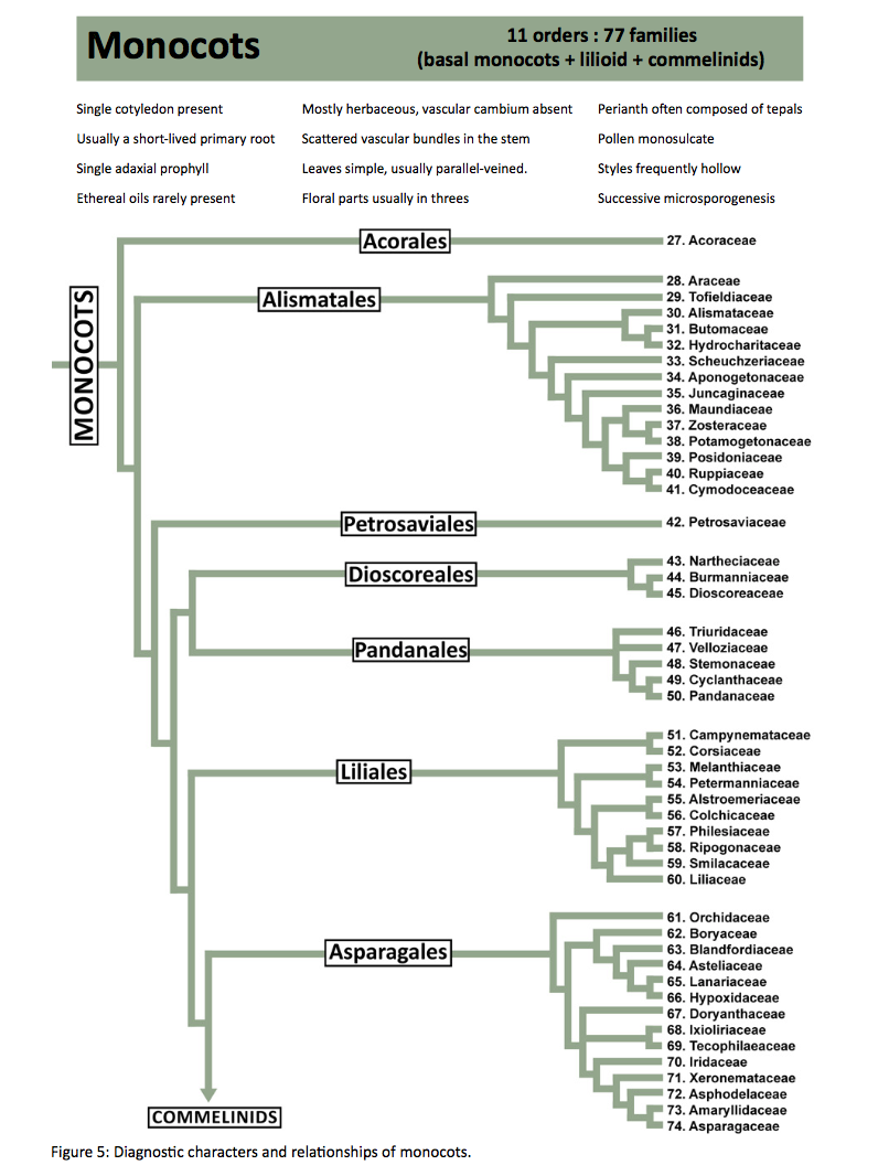被子植物海報 Angiosperm poster | 樹沃客樹藝