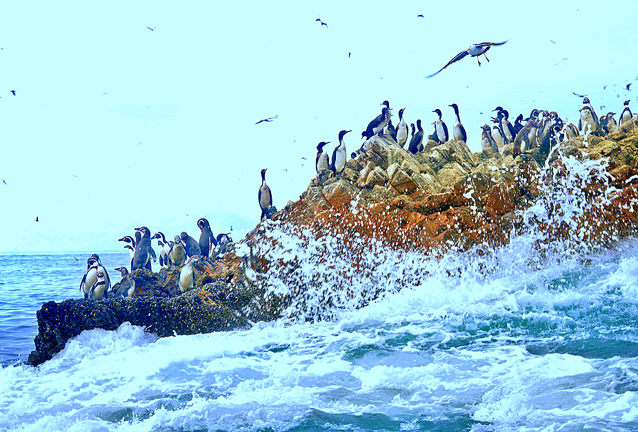 PLAAN : Pingüino de Humboldt - Spheniscus humboldti (Humboldt Peruvian ...