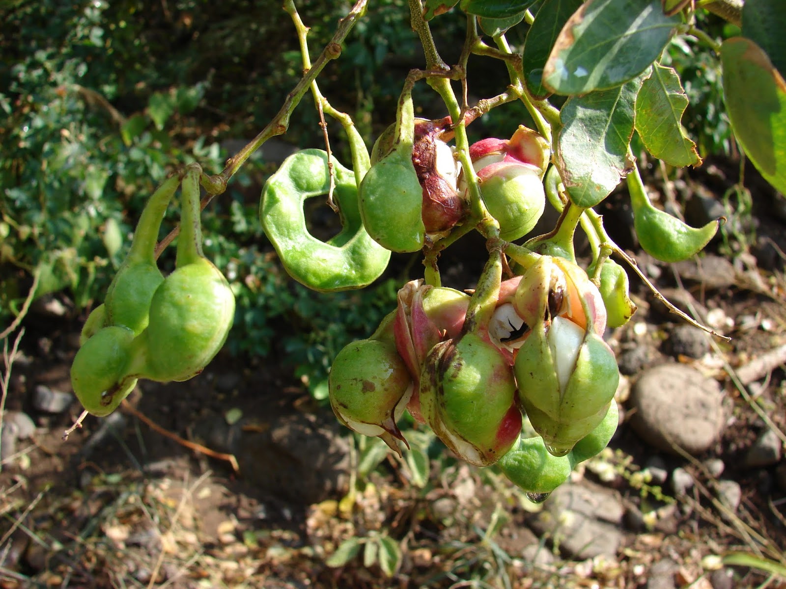 shiatoshi: Pithecellobium dulce or Jungle Jalebi Use and its Health ...
