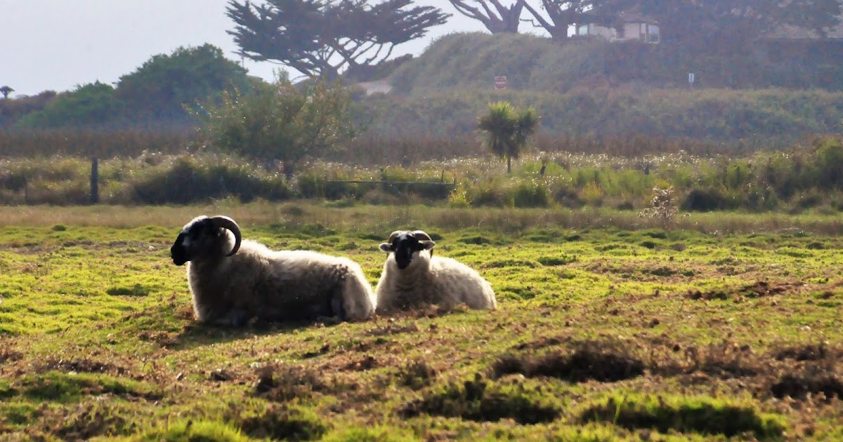 Blogging By Robert Vegas Bob Swetz: Some healthy looking sheep at the ...