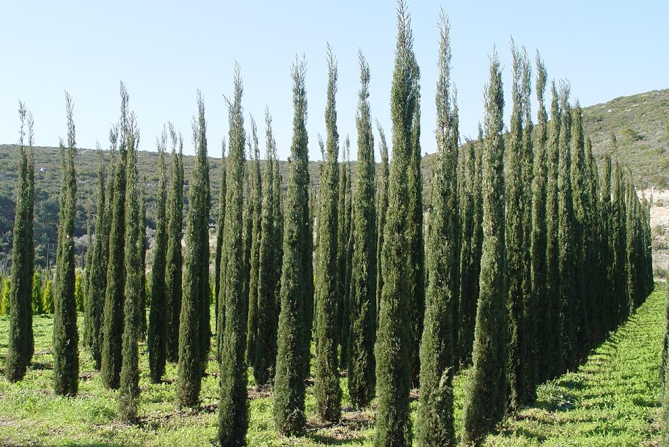 20 Sementes de Cipreste Italiano Cupressus Sempervirens