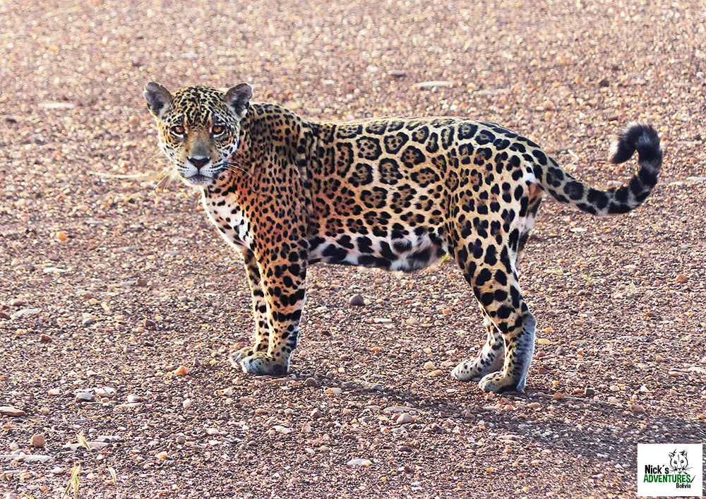 Nick's Adventures Bolivia Tours