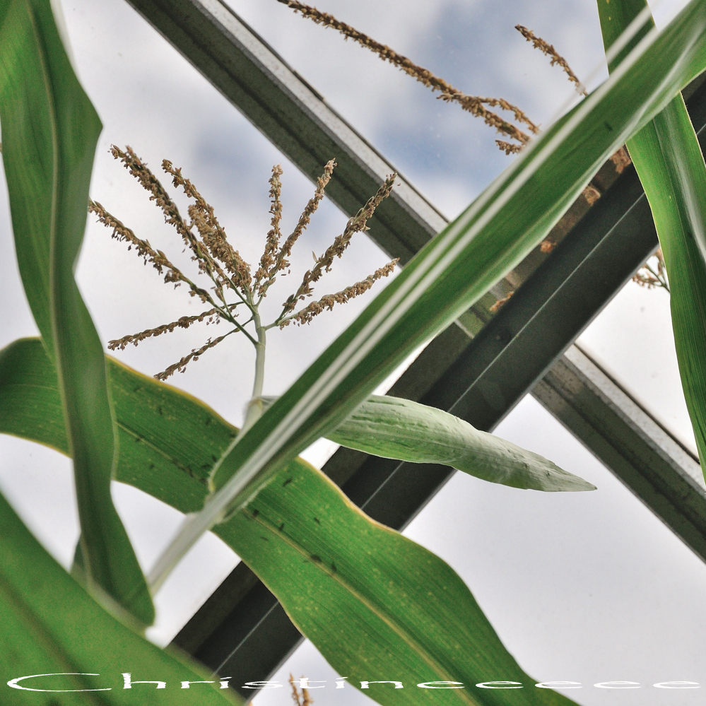 L'ardoise magique: POLLINISATION DES MAIS GEANTS