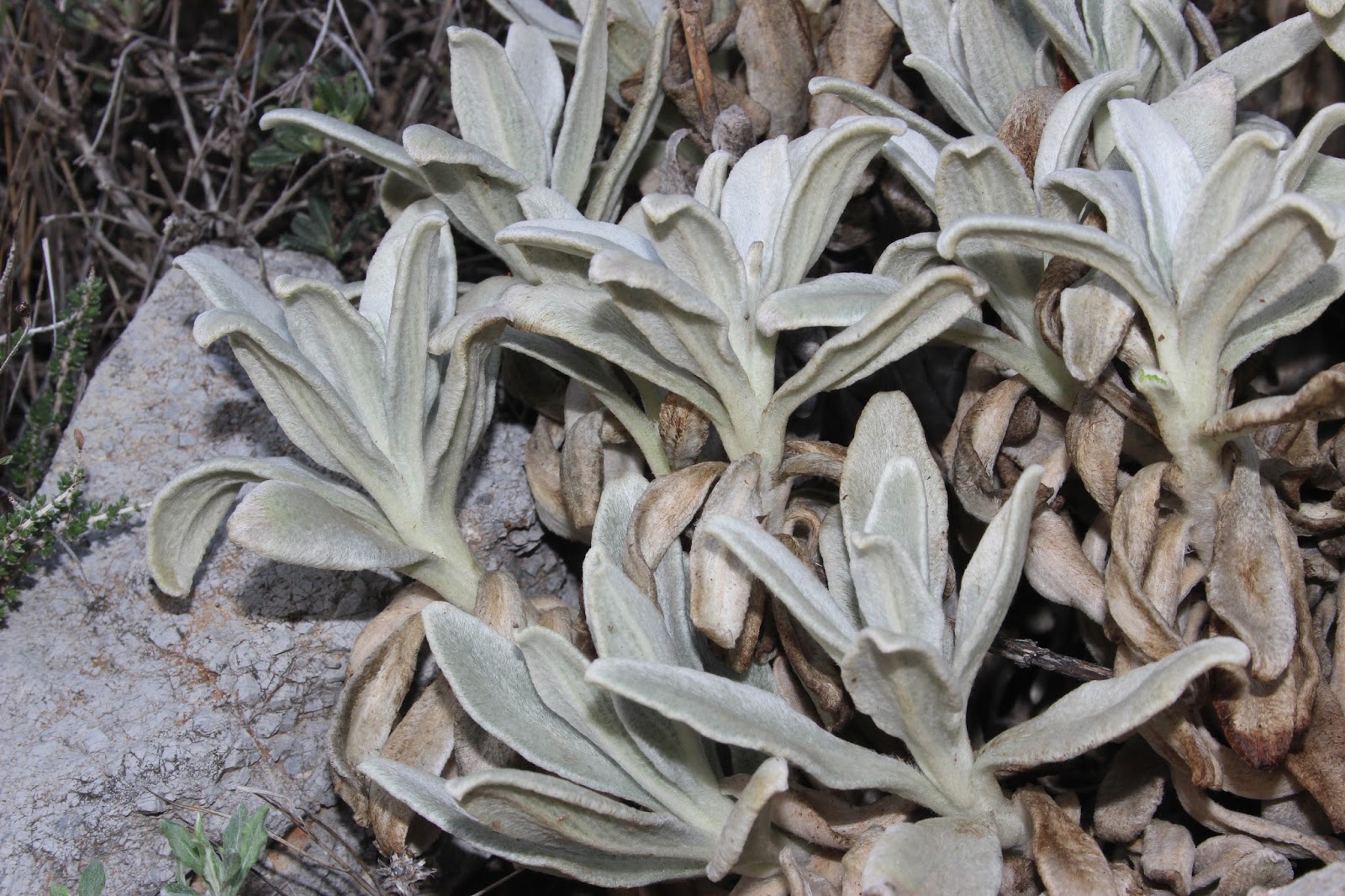 Biodiversity of Cyprus by NGO Protection of the Natural Heritage and ...