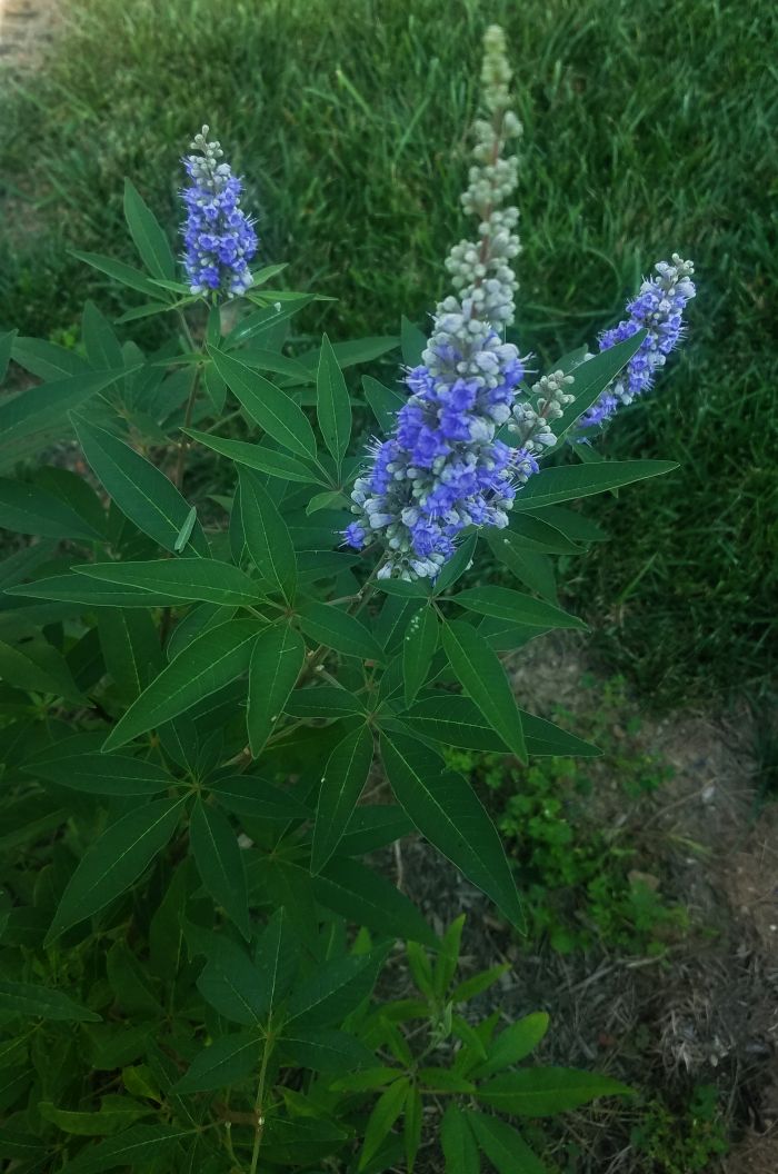 Future Plants by Randy Stewart: Vitex - the Chaste Tree family