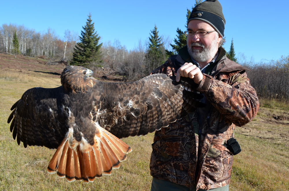 Hawk Ridge Blog: Hawk Ridge Raptor Banding Summary, Fall 2015