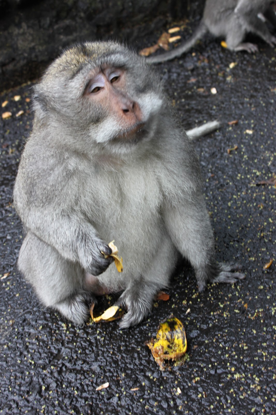 Vancouver Banshee: Indonesia -- Day 12 Lake Beratan Market and Monkeys