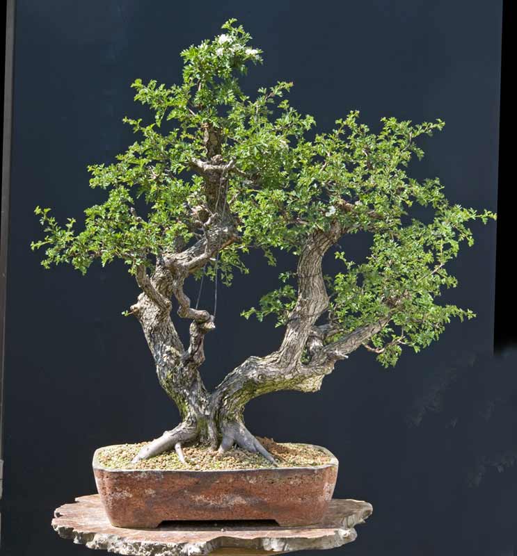 Walter Pall Bonsai Adventures: European hawthorn #5 doing fine