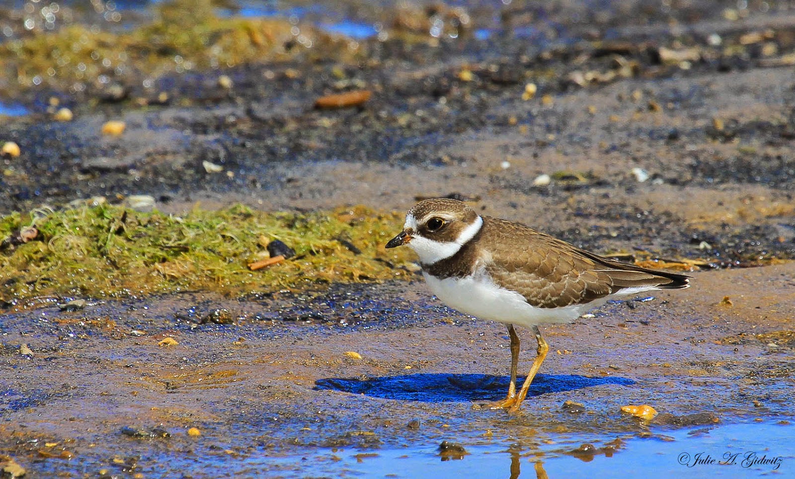 Birding Is Fun!: Lake Michigan Shoreline Birding