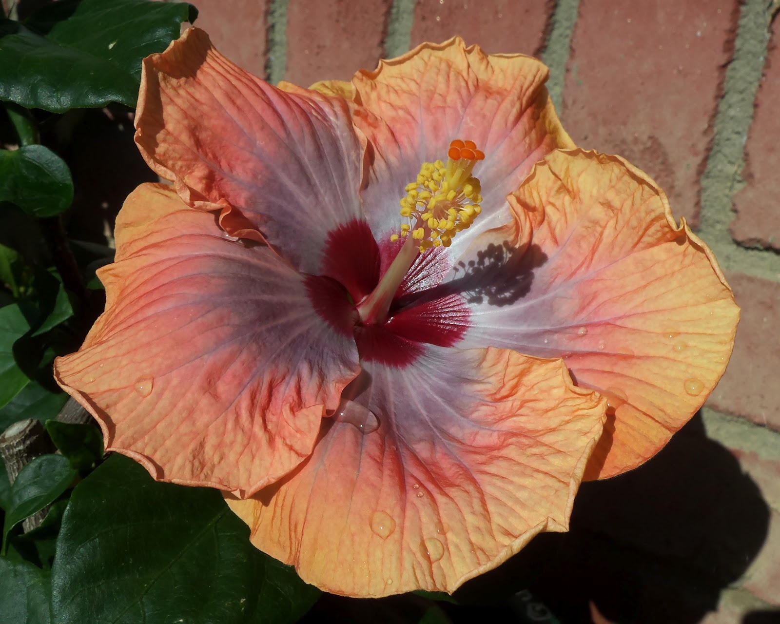 Pacific Sunset Hibiscus Society: 'Voodoo Queen'