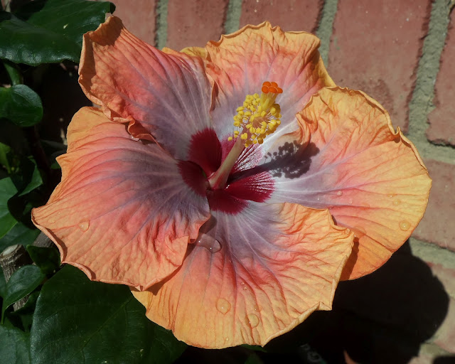 Pacific Sunset Hibiscus Society: 'Voodoo Queen'