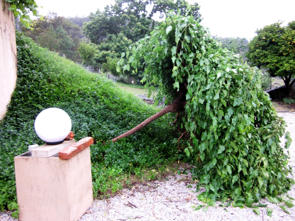 Weeping Mulberry Pruning