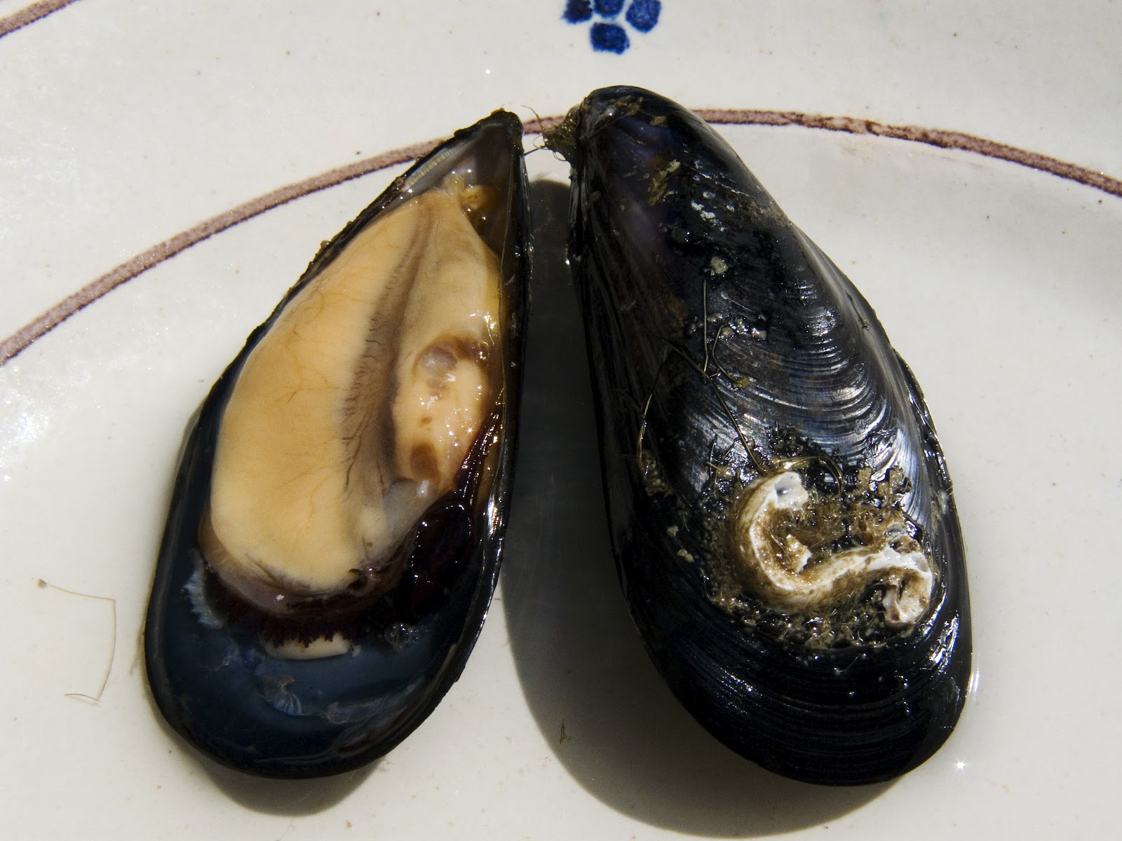 Sud Italia in Cucina: La Cozza Nera Tarantina