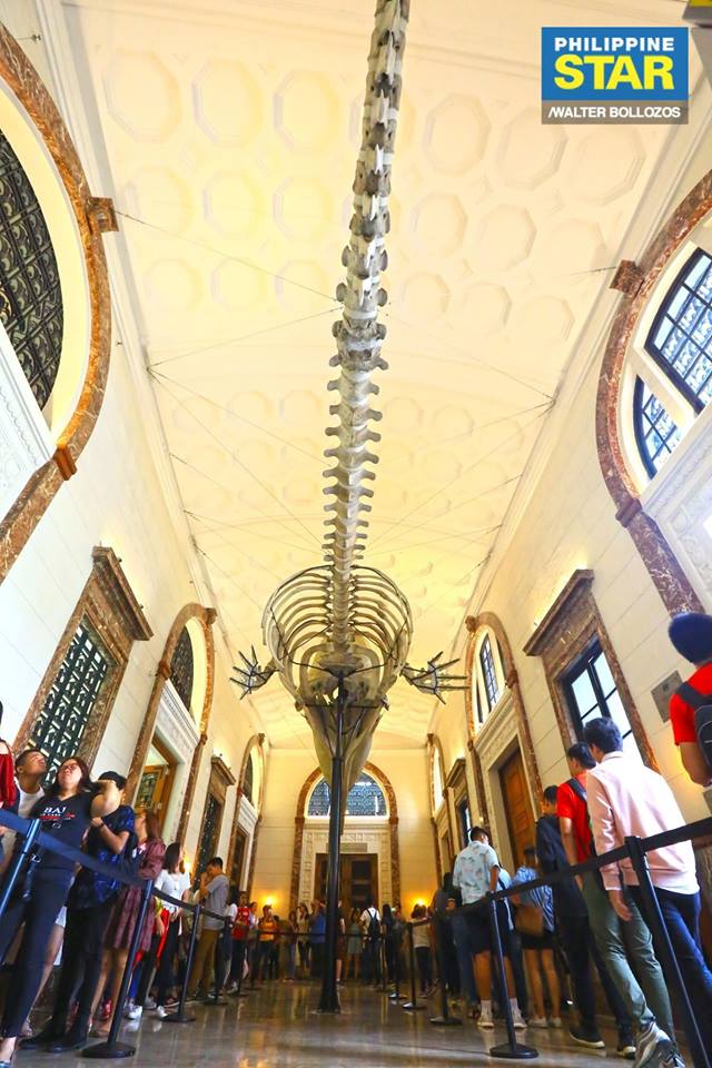 Marinduque Rising: The Marinduque Sperm Whale that's taking the ...