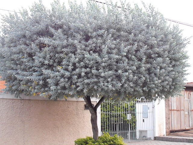 Plant World: Plant World:Acacia