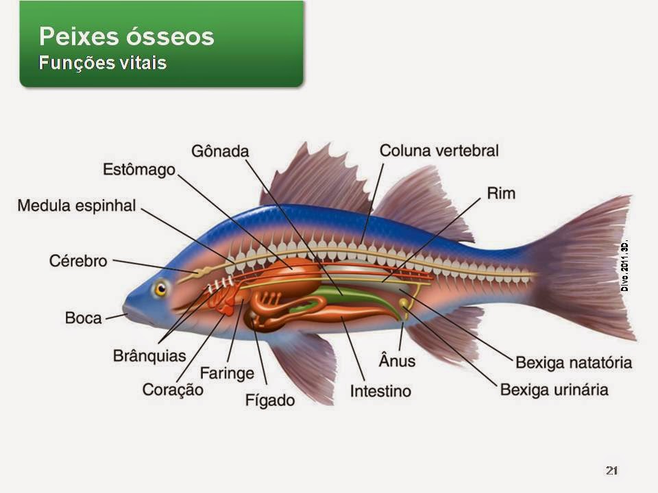 Bio prof. Viviane: Aula - Filo Chordata