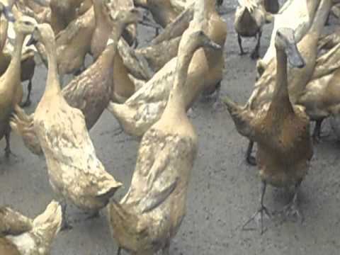 THE IRON BRIDGE: SAWAH & BERAS : ITIK JAWA ITIK NILA