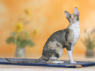 Cornish Rex Cat Photos