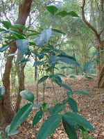 plant description