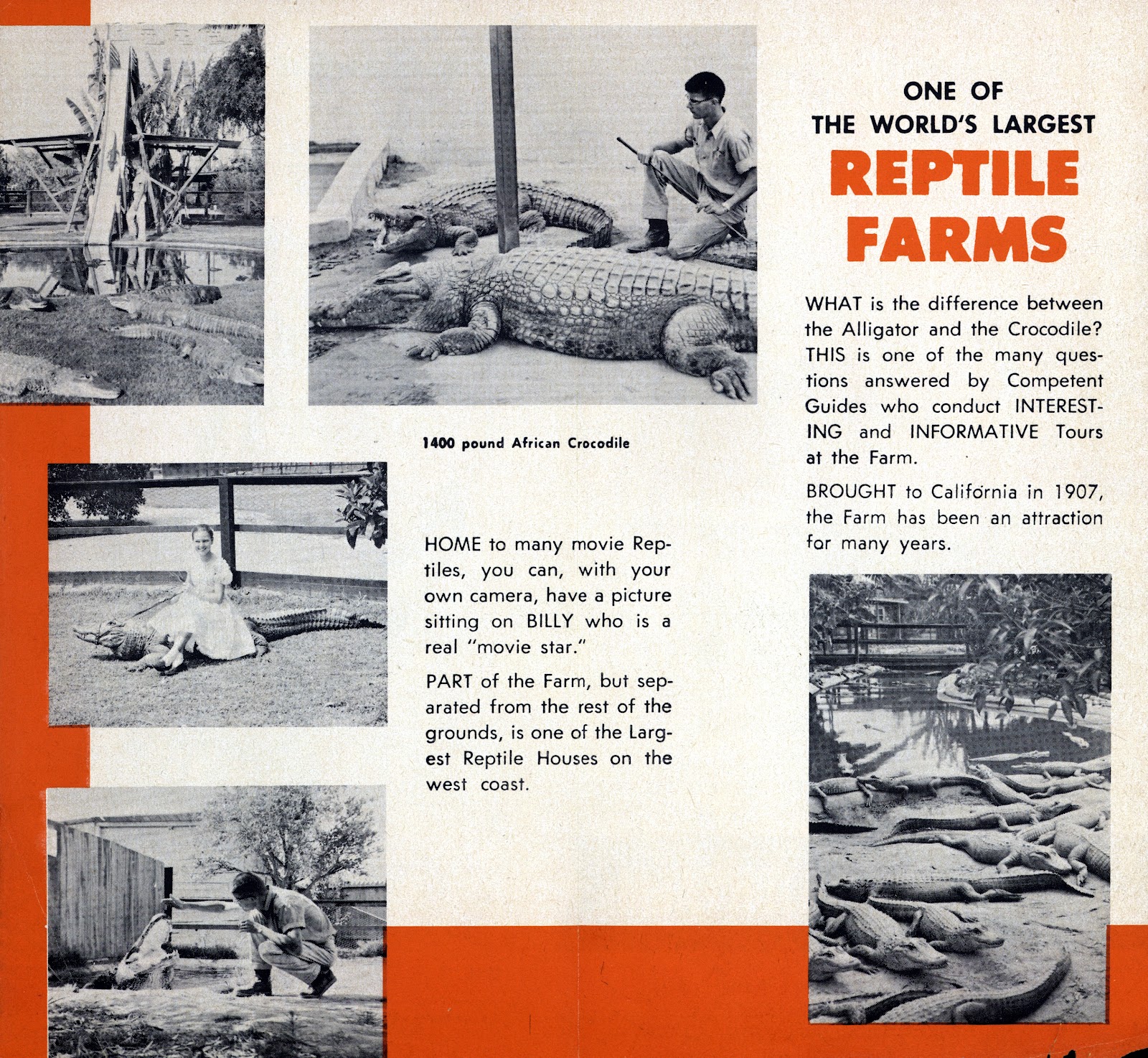 Vintage Disneyland Tickets: Drop in to the Alligator Farm - 1963