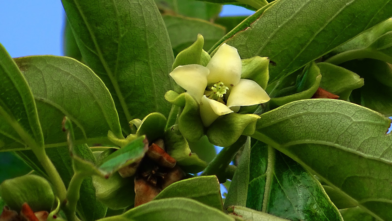 NixPages: FRIDAY GREENS #102 - PERSIMMON FLOWER