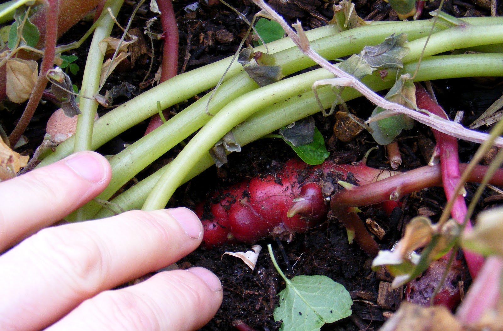 Growing Oca: Main Oca Bed 2011 — If It Ain't Broke...