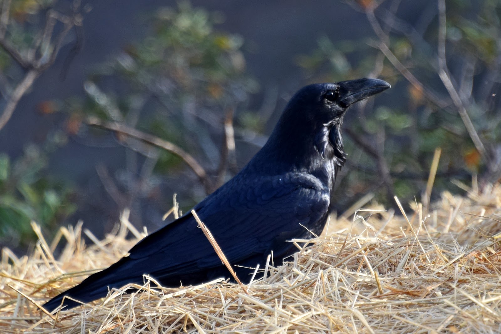 Adventures through Photography: Travelogue: Marin Headlands San ...