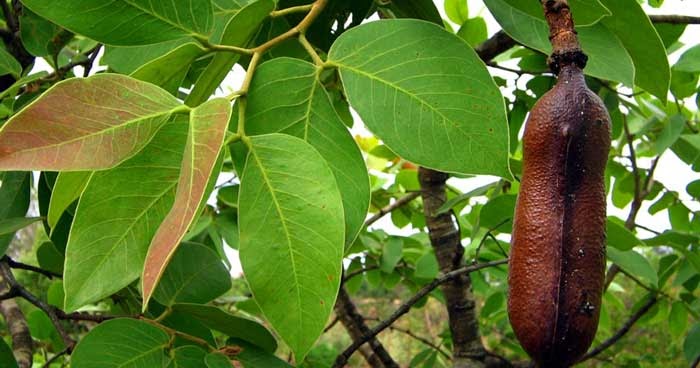 Curiosidades Vegetais: O jatobá-do-cerrado