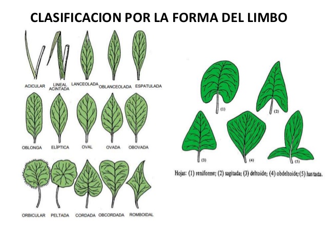 Una mirada al entorno.: Hojas