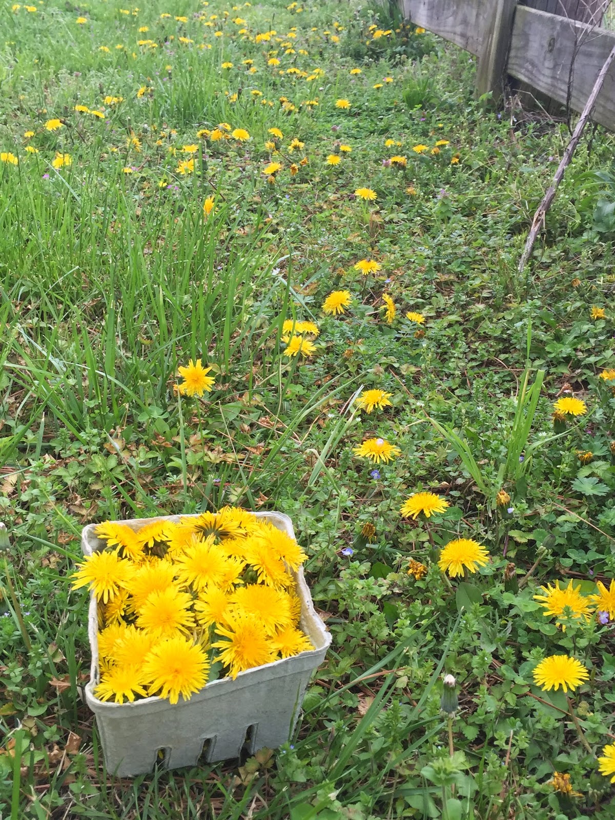 Rising Fawn Gardens: The Amazing Dandelion!