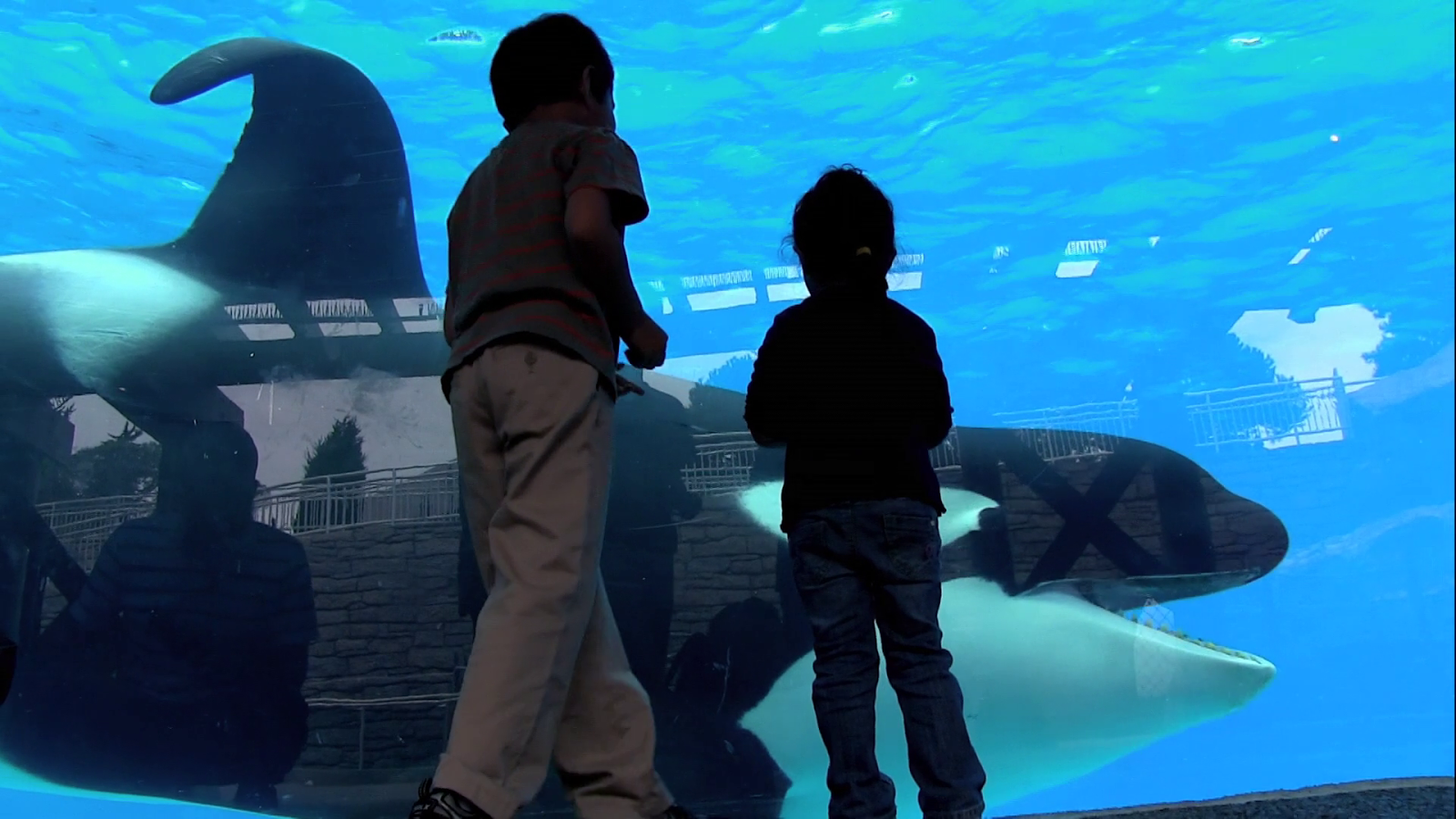 FILM DREAMS: BLACKFISH ( 2013 )