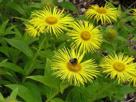 Inula - Flowers